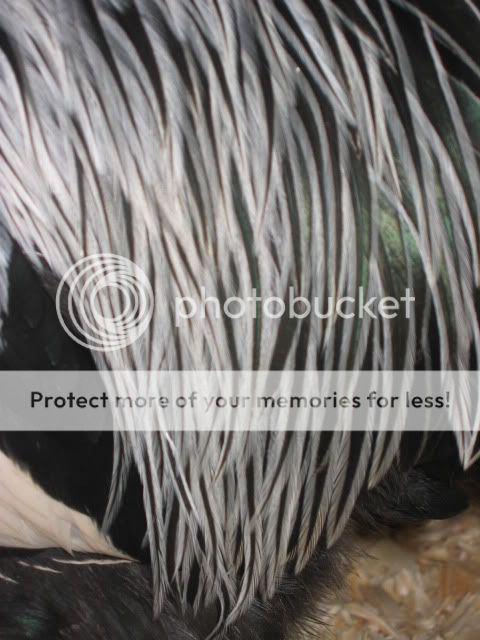 Genetic Hackle; AKA "Fly Tying Chickens" Info for the interested ...