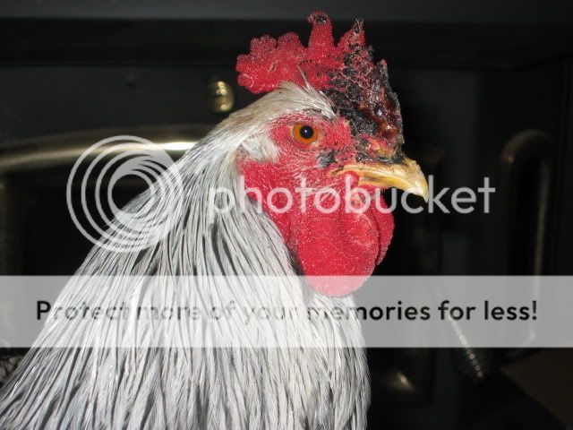 Update with picture! Rooster fight. Bloody comb other injuries ...